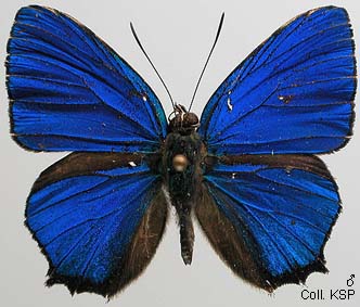 Papua Insects Foundation (Lepidoptera/Lycaenidae/Lycaeninae ...